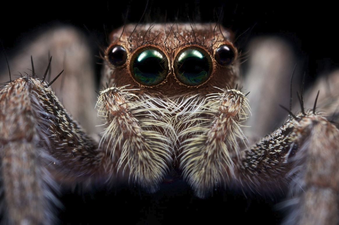 WILDLIFE OF THE WORLD; MANCHESTER 31 Jan – 4 Feb – Chester Photographic ...