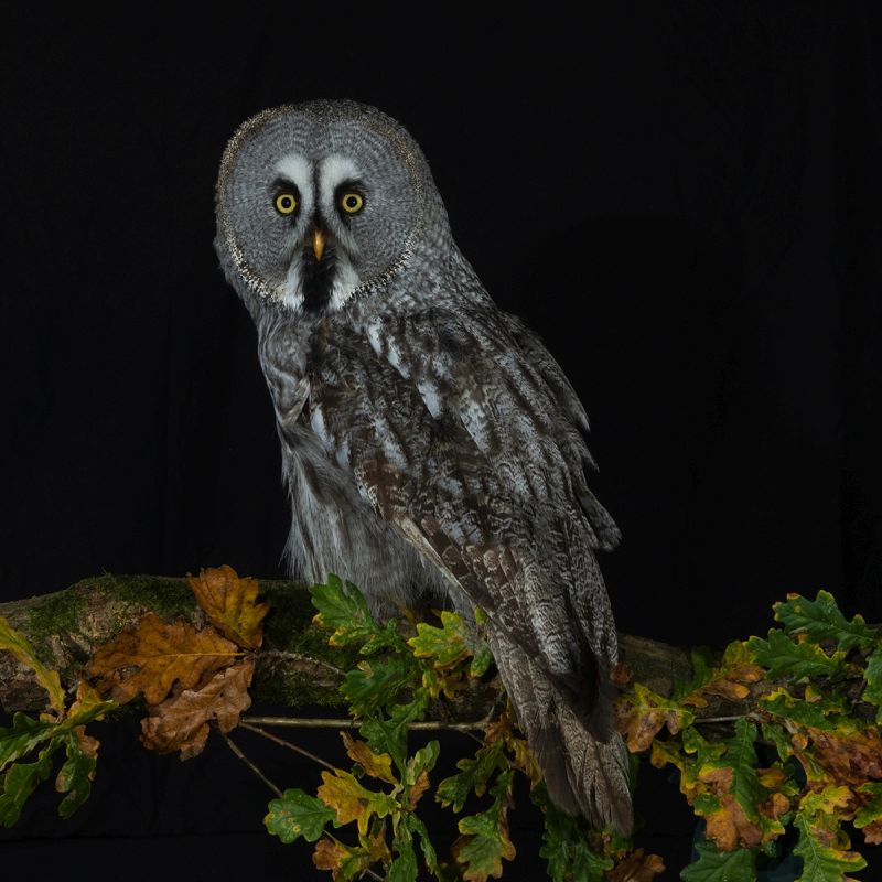Nature Competition – Chester Photographic Society